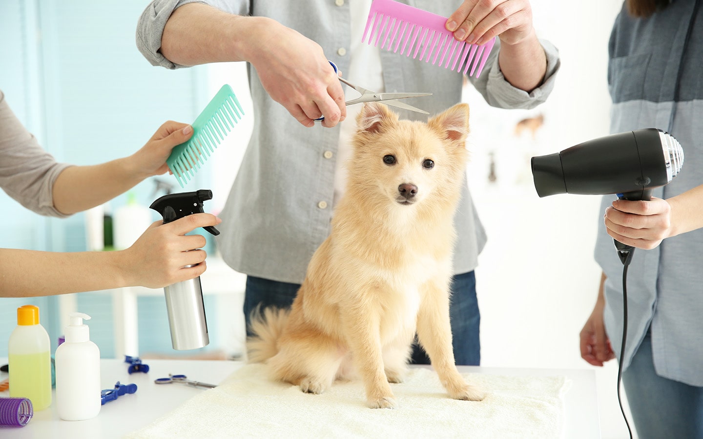 Pet Grooming Package Mobile Grooming Packages Best Pet Groomers